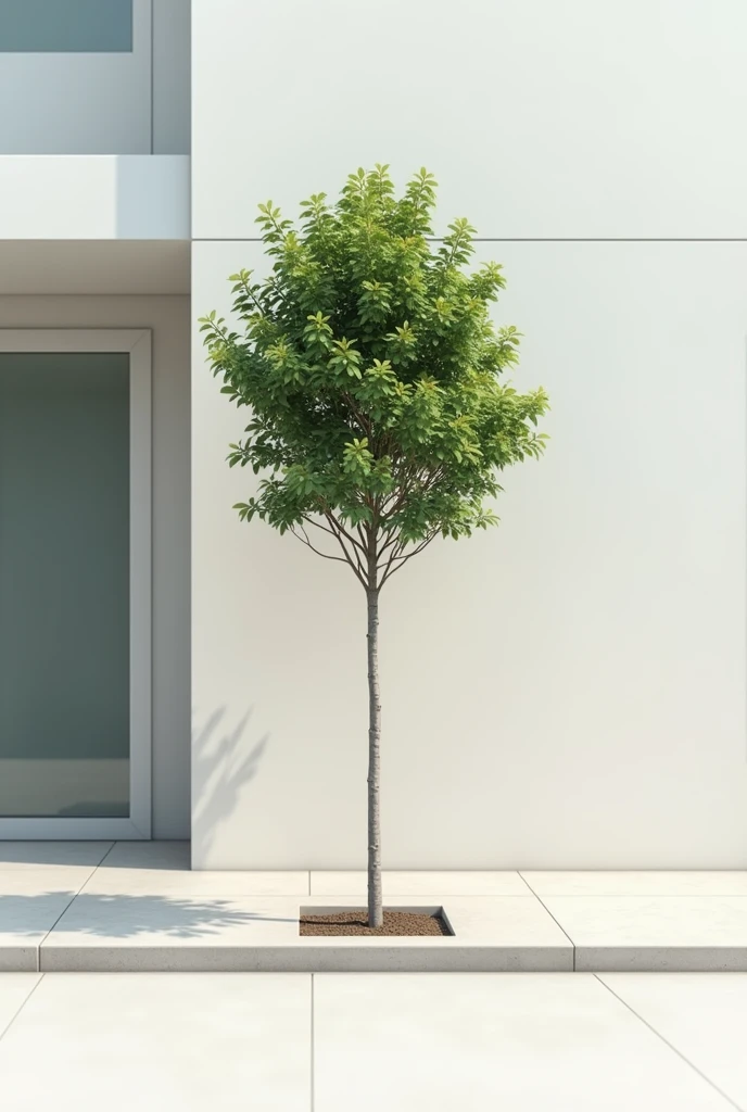 Minimalist image of a tree cut to a height of 20 centimeters from the ...